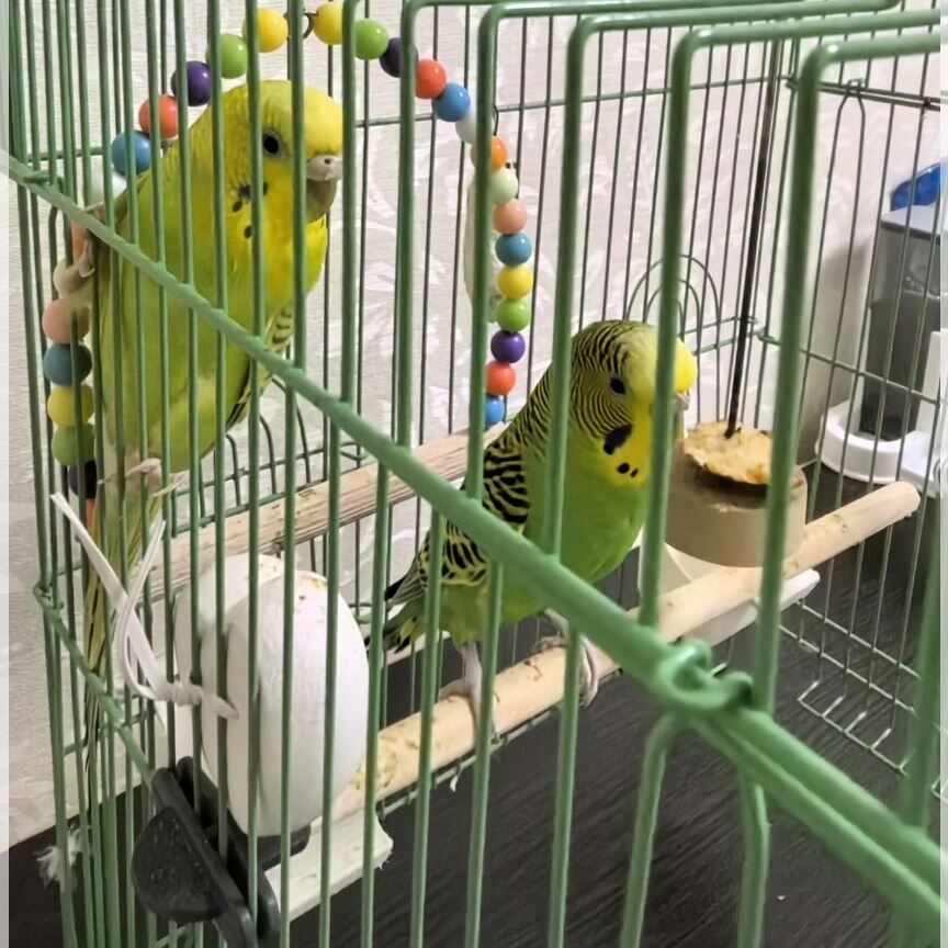 Волнистый попугай с клеткой