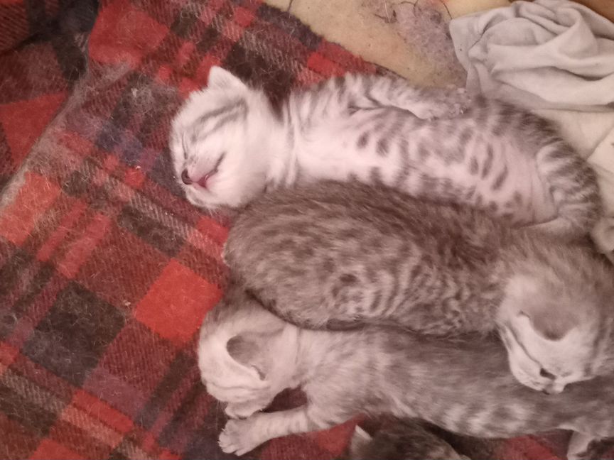 Котята в добрые руки