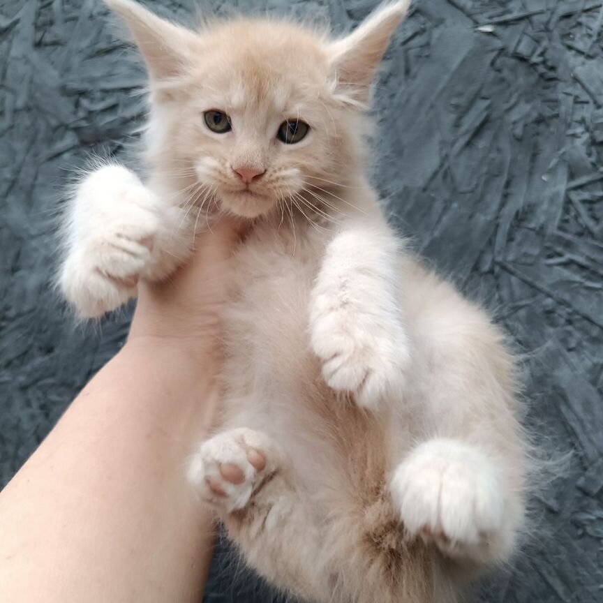 Мейн-кун мальчики классика и полидакт