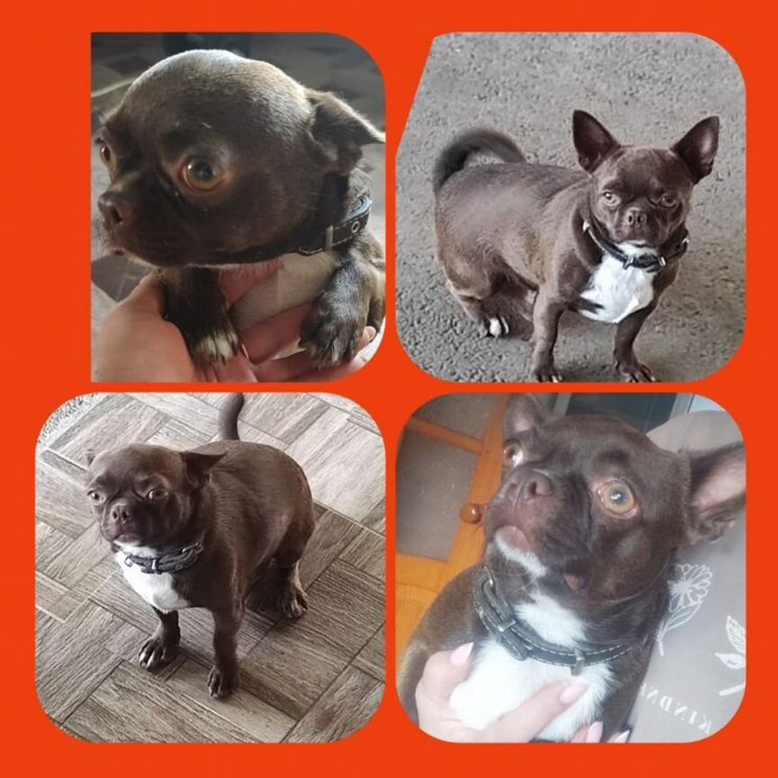 Кобель чихуахуа