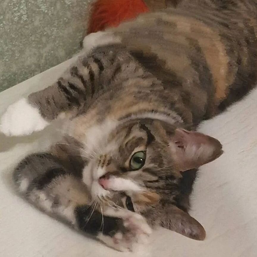 Взрослая, кошка в добрые руки