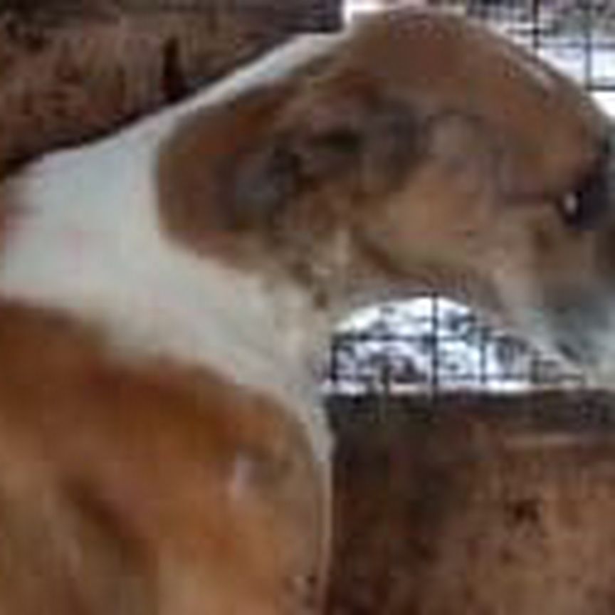 Хортая борзая в отлове