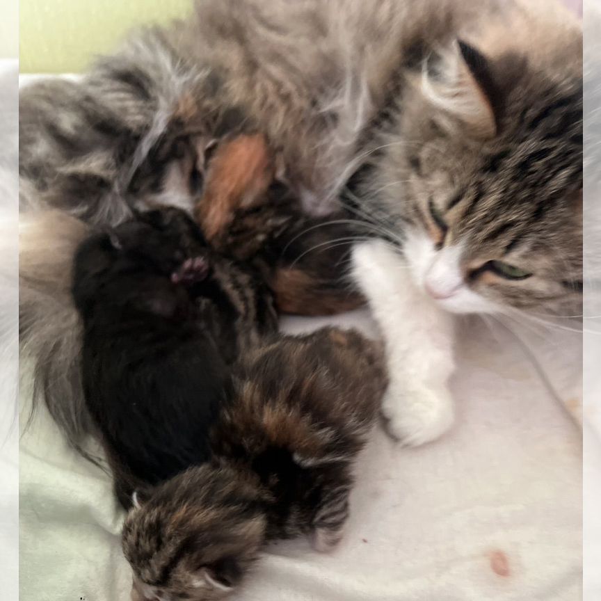 Котёнок в добрые руки