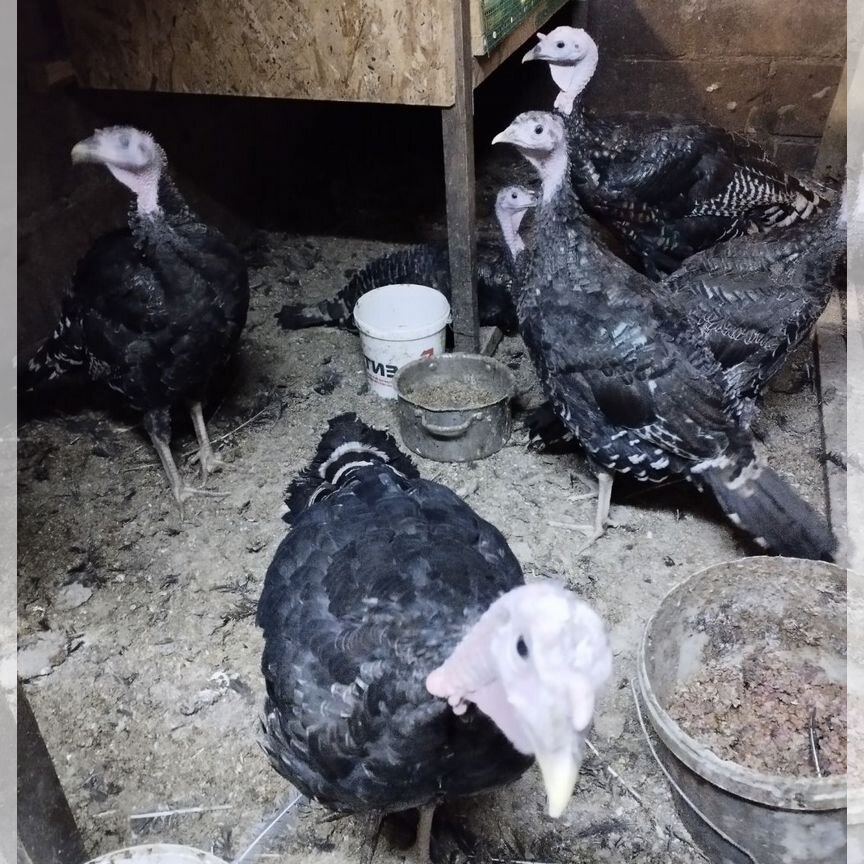 Индюки домашние на племя