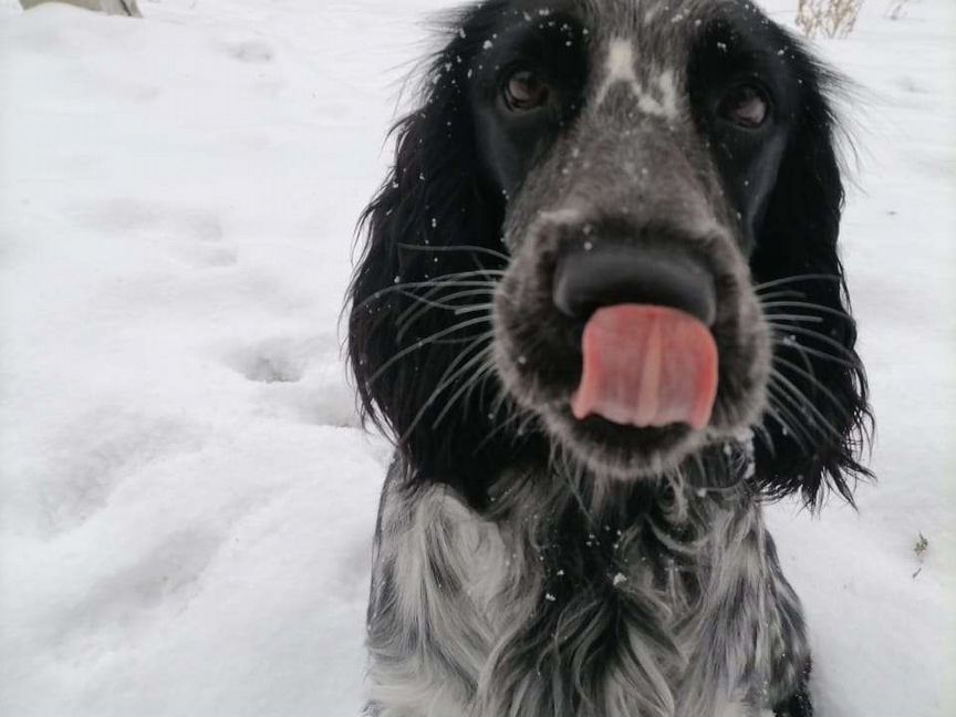 Русский спаниель.Вязка
