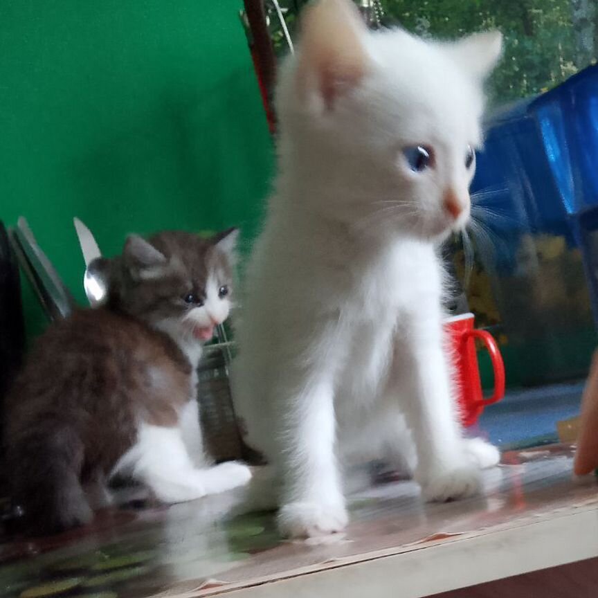 Британский короткошёрстный котёнок