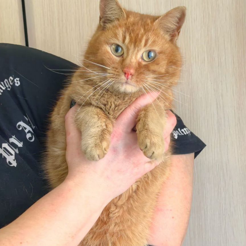 Отдам котика в добрые руки