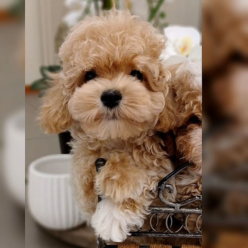 Мальтипу ф1 мини