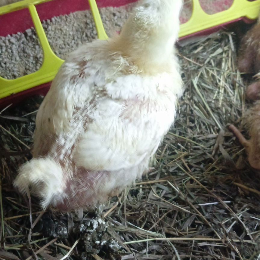 Цыплята бройлеры кообб 500 чехия