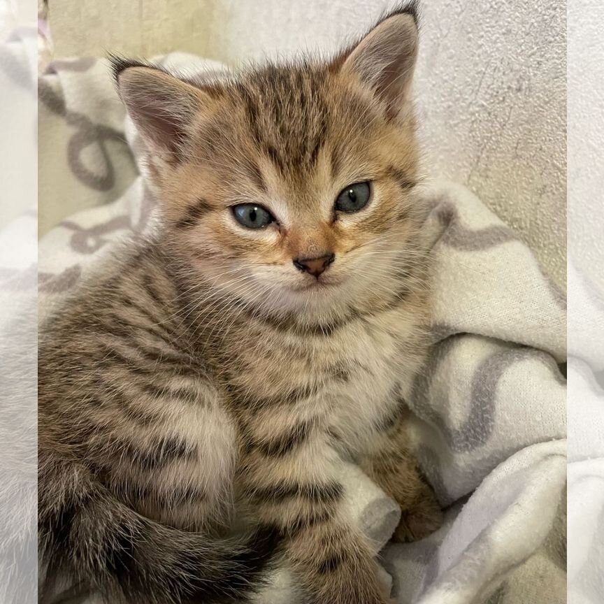 Котик