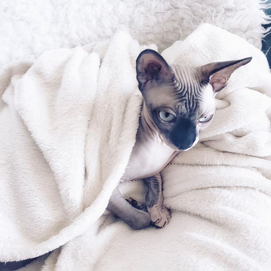 Кошка Сфинкс - отдам в хорошие руки