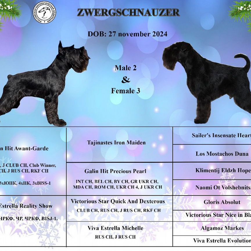 Цвергшнауцер