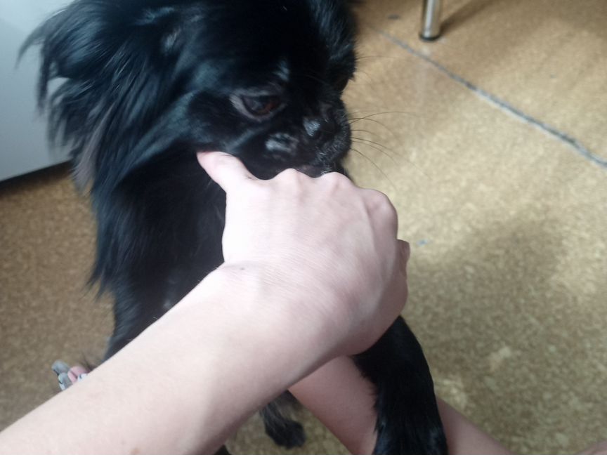 Продам собаку japan хин