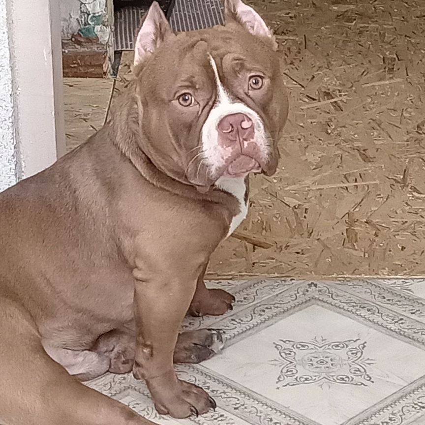 Американский булли, взрослый пёс