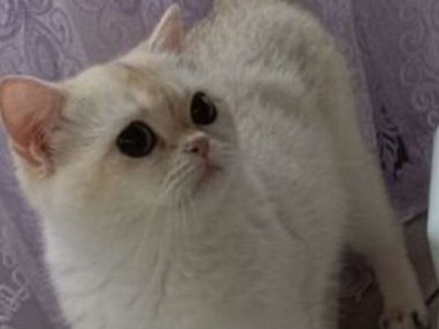 Мурко-кошки