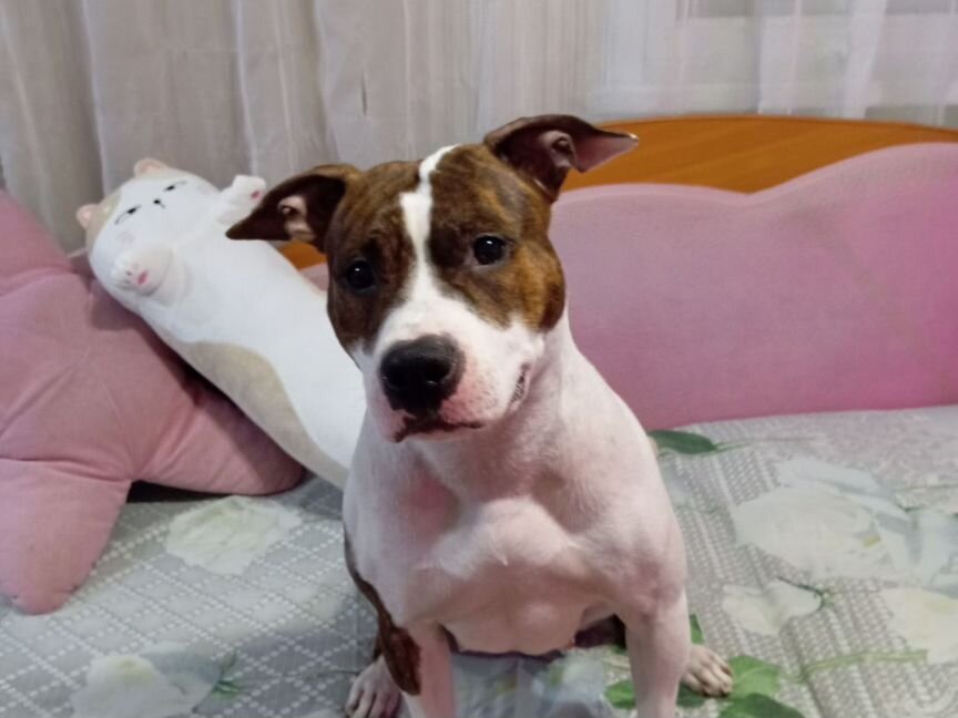 Стаффордширский терьер