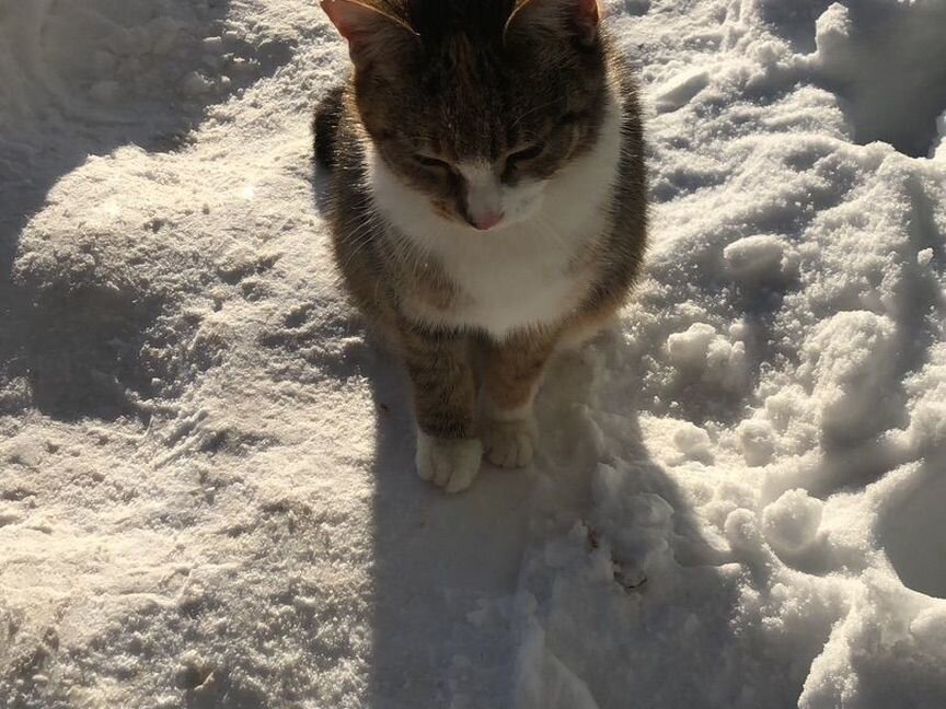 Котенок живет под машинами