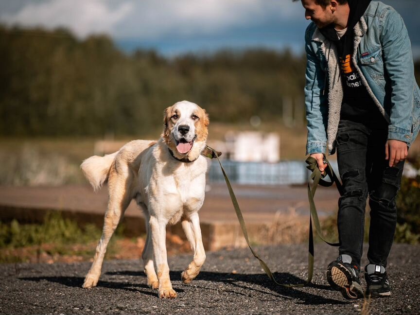 Алабай из приюта бесплатно в добрые руки