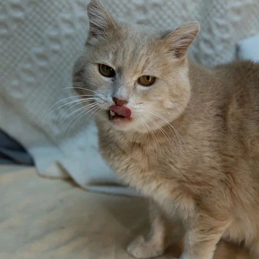 Кот Шалфей ищет дом