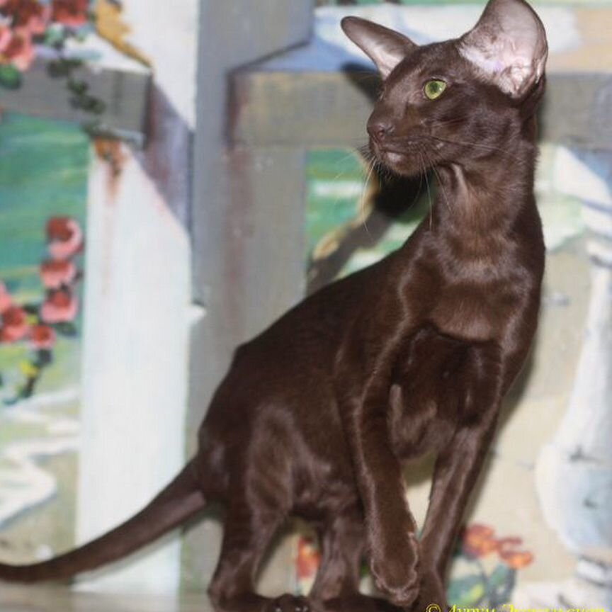 Ориентальный котёнок