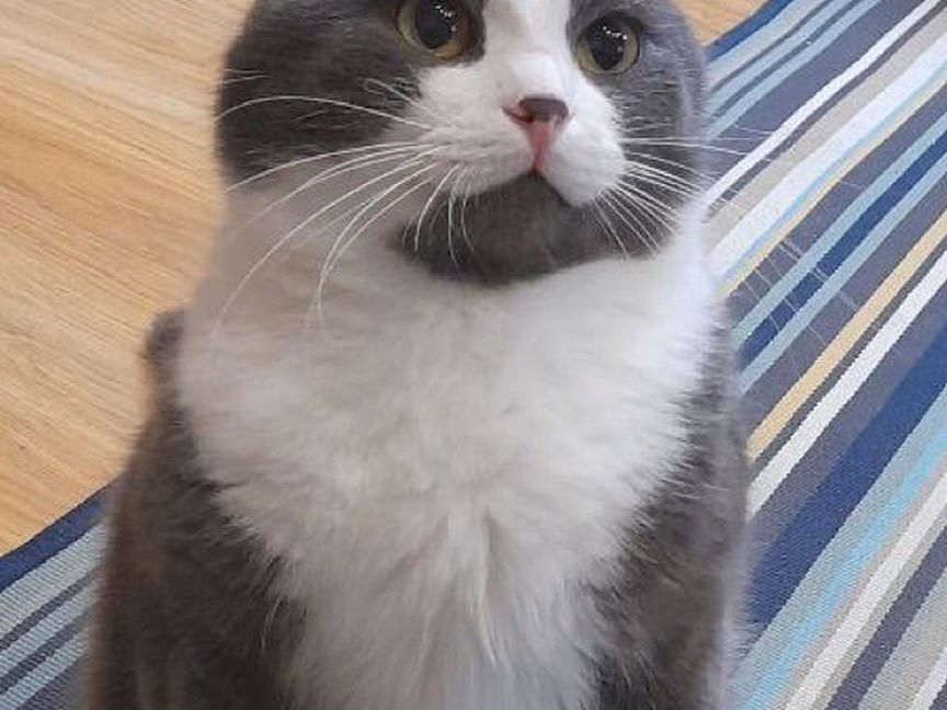 Кот в добрые руки бесплатно