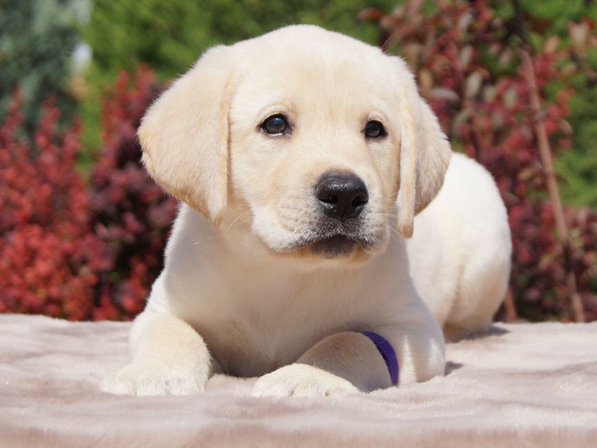 Щенки лабрадора