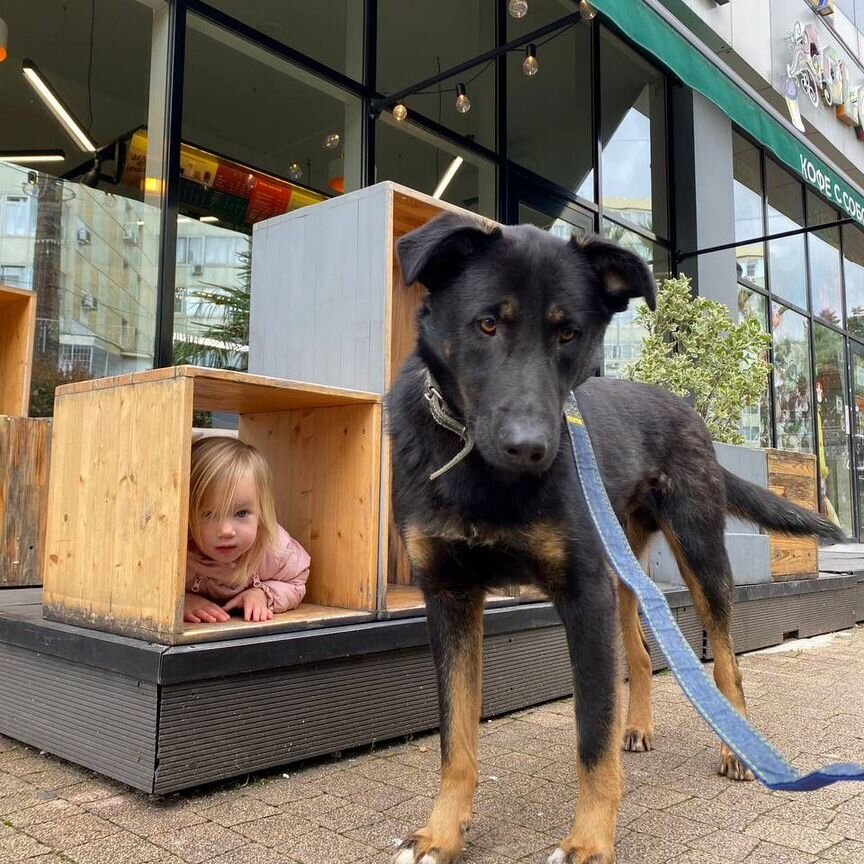 Дейл Роскошный чёрный немец овчарка в добрые руки