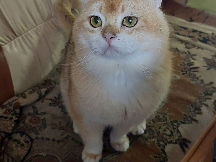 Шотландская золотая шиншилла