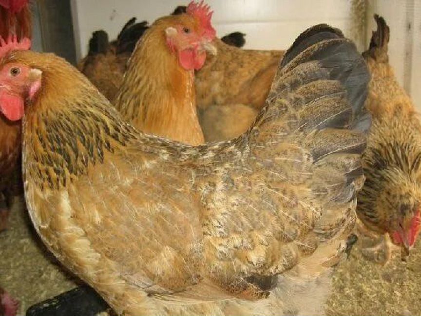 Куры кучинские юбилейные