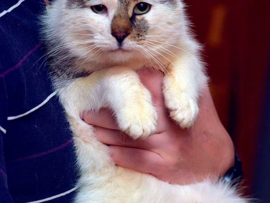 Кот Михалыч 2 года