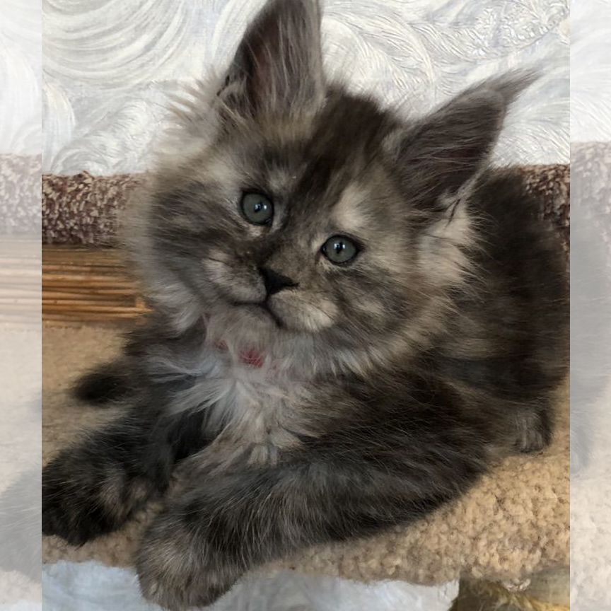 Мейн-кун котёнок