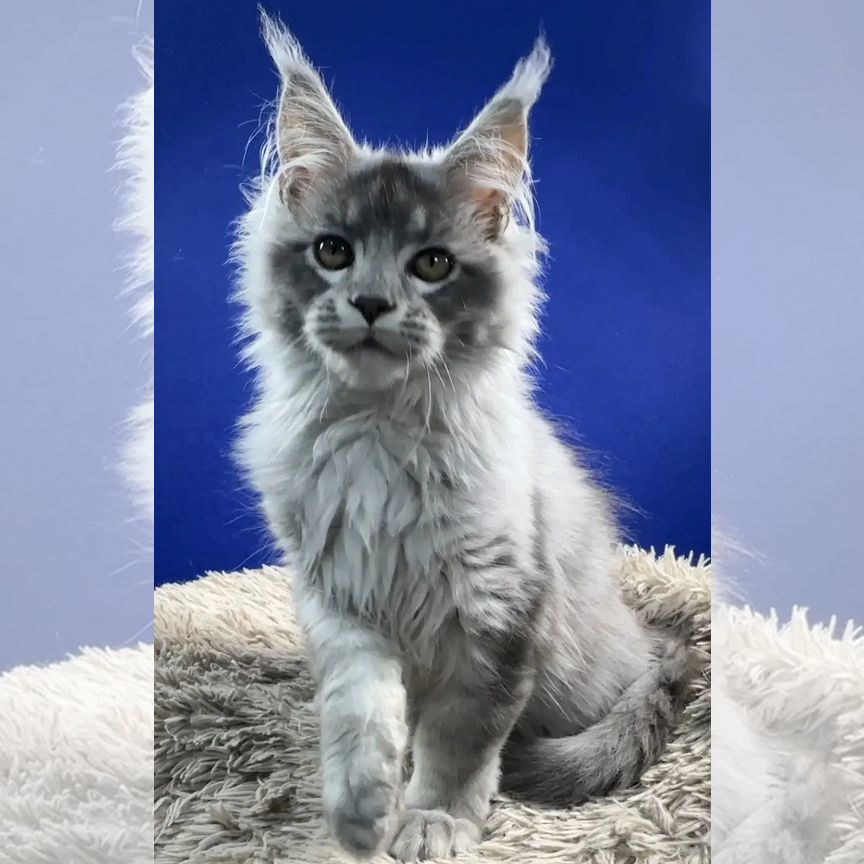 Мейн-кун котёнок