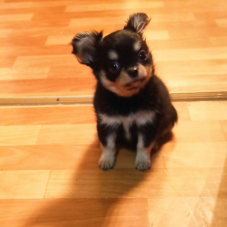 Чихуахуа мальчик