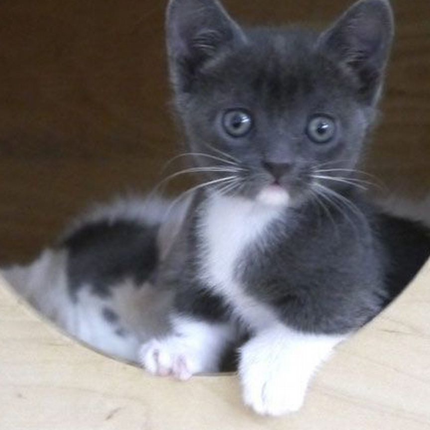Манчкин котёнок