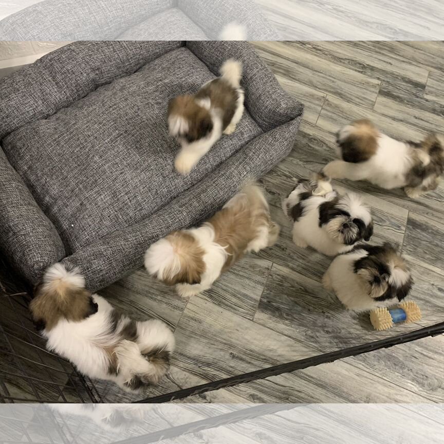 Ши-тцу, щенок