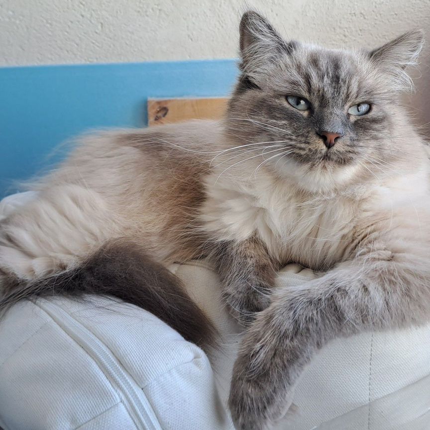 Кошечка ищет кота для вязки (Невская маскарадная)