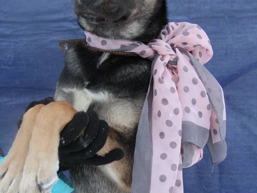 Девочка Дива ищет дом