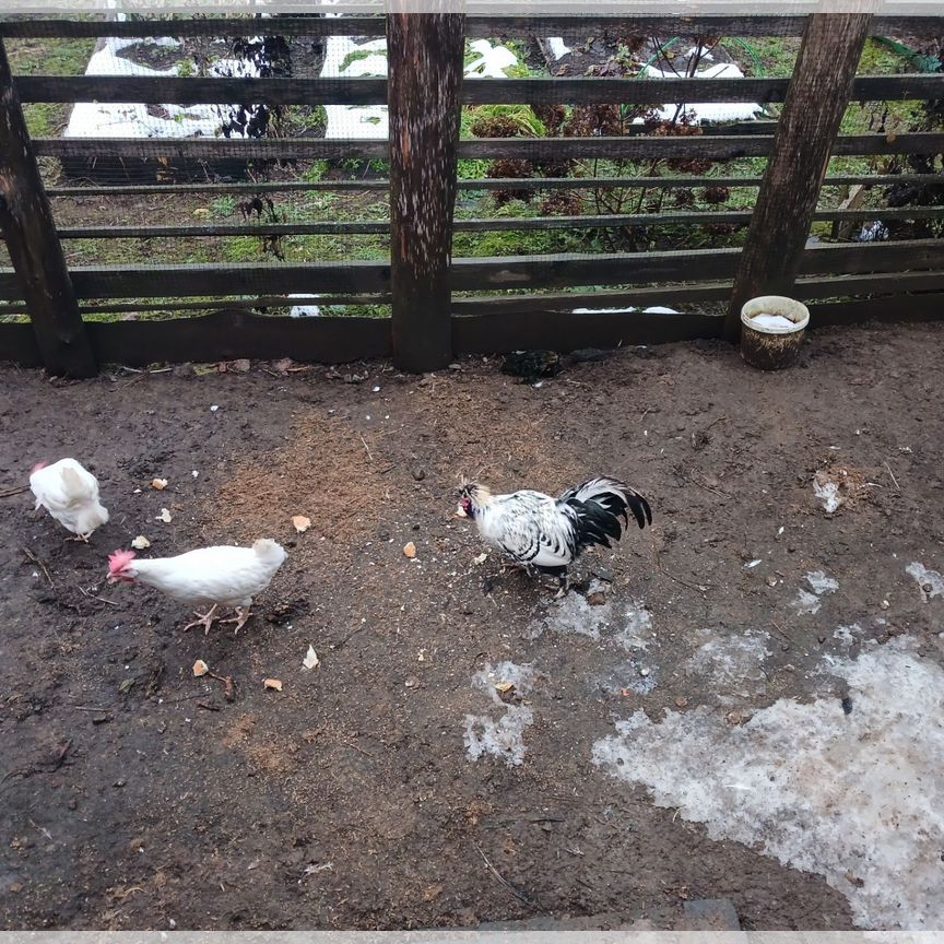 Продам 3 курочки,петух