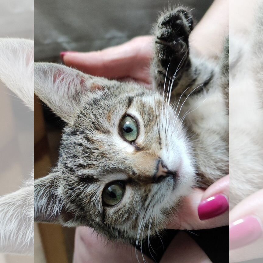 Отдам малышку в добрые руки