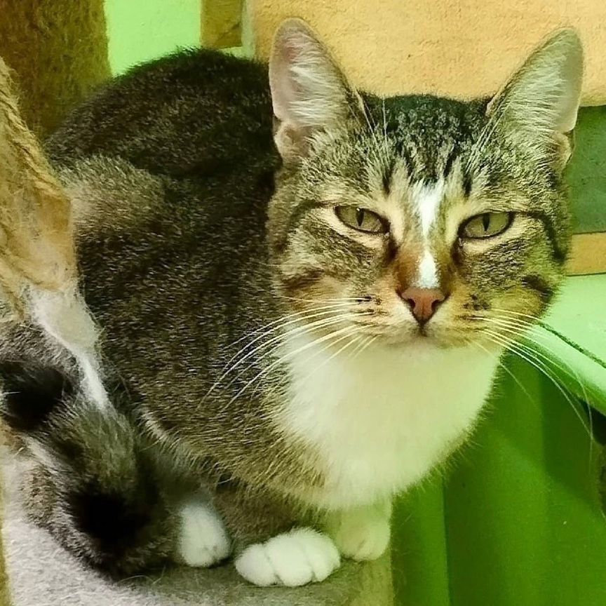 Взрослый кот от частного владельца