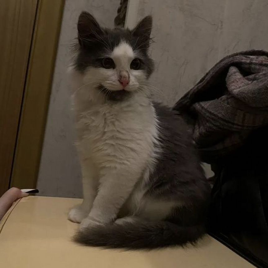 Котенок в добрые руки