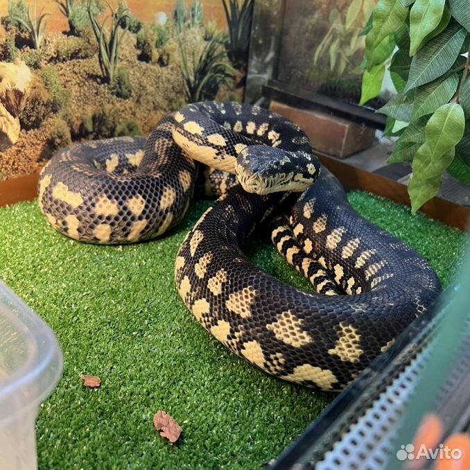 Змея ковровая