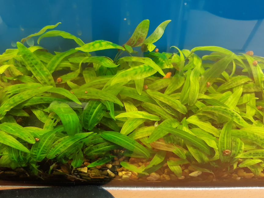 Криптокорина родственная