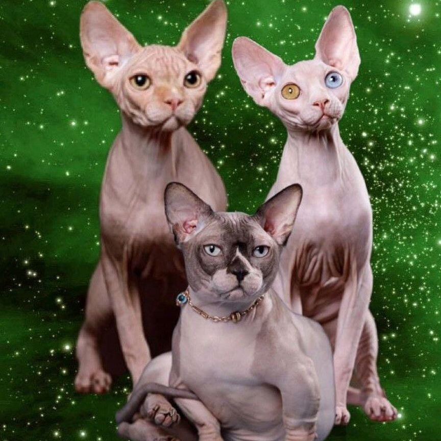 Канадский сфинкс котёнок