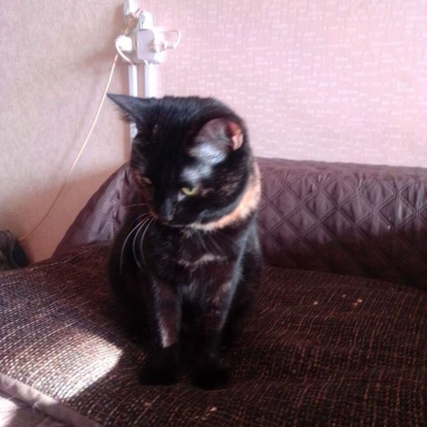 Молодая кошечка