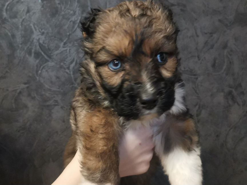 Отдам бесплатно в добрые руки щенка