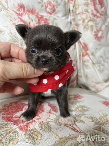 Чихуахуа от заводчика ветеринара