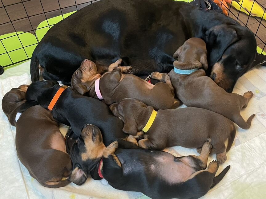 Продются щенки таксы