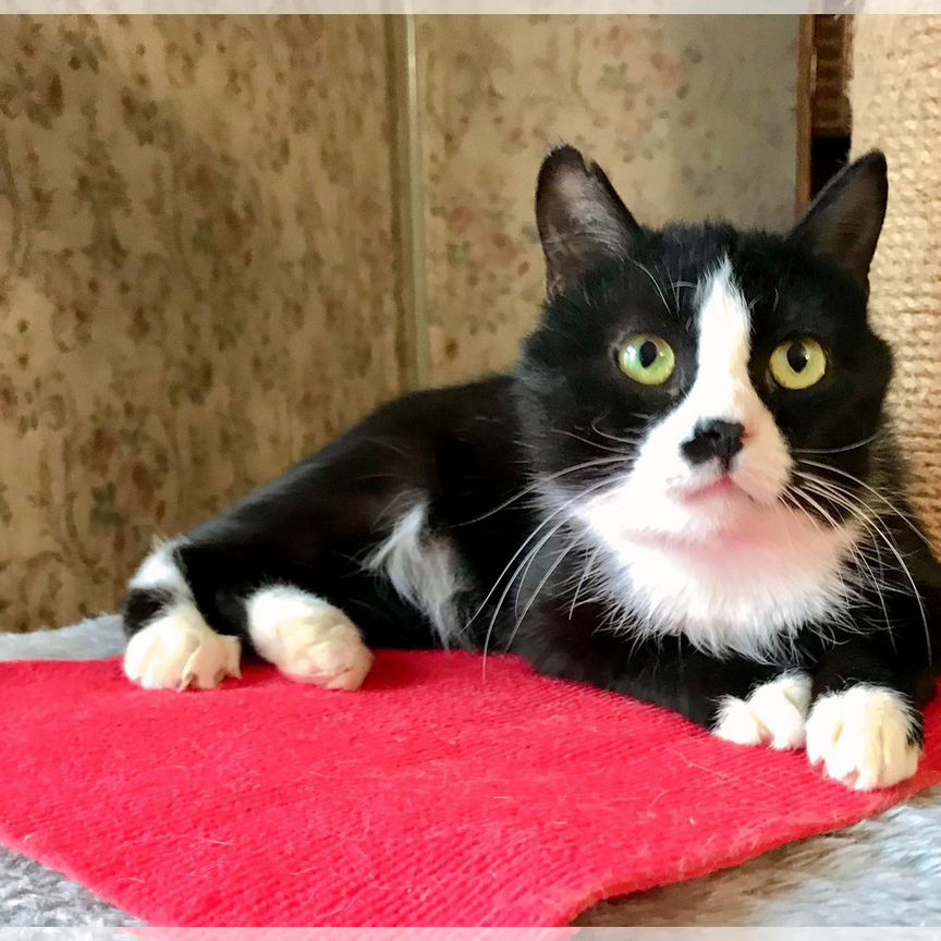 Черно белый котик