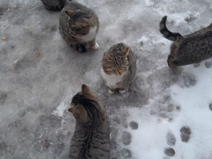 Отдам в добрые руки кошек, котов разных возрастов